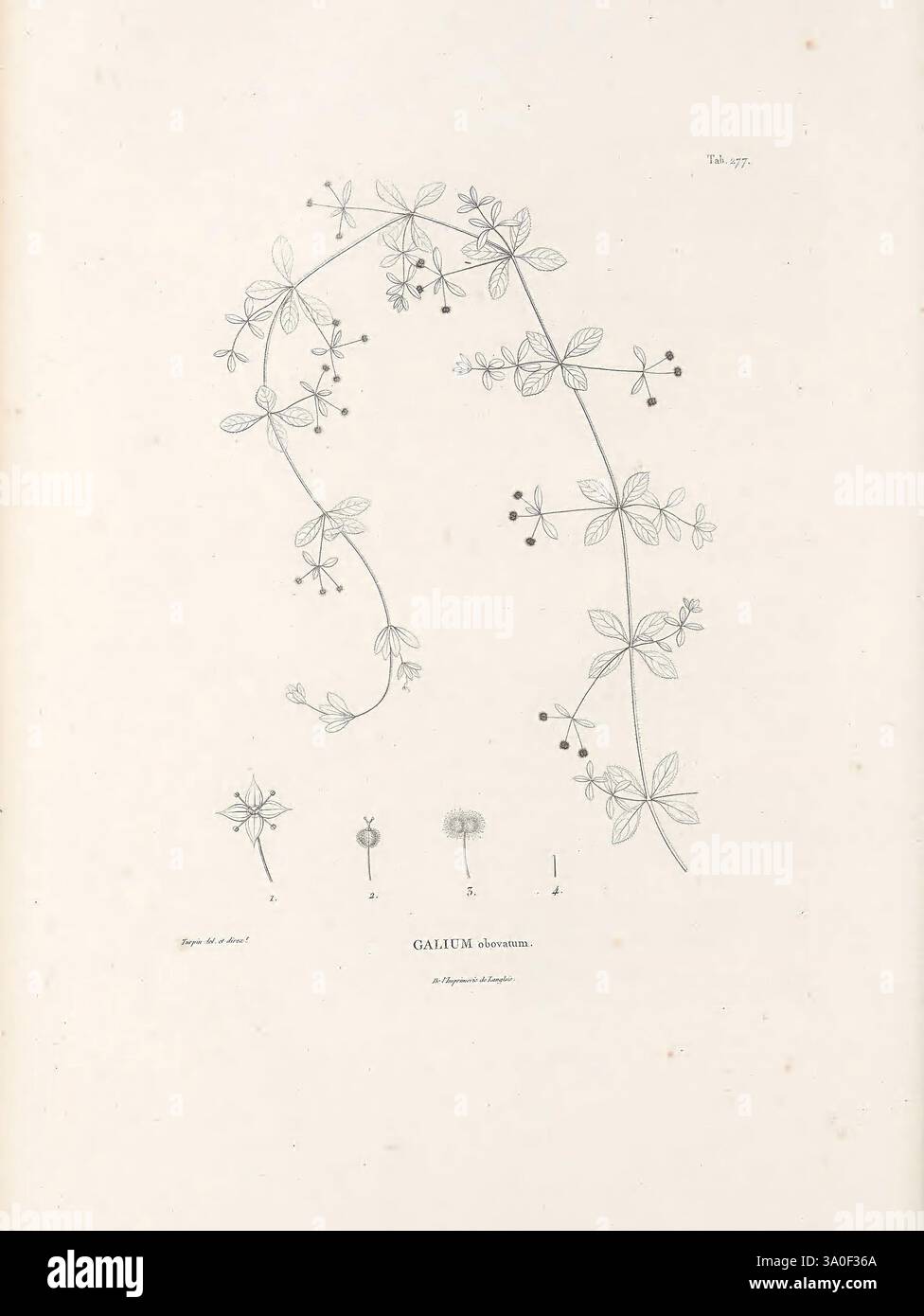 Structure of galium species hi-res stock photography and images - Alamy