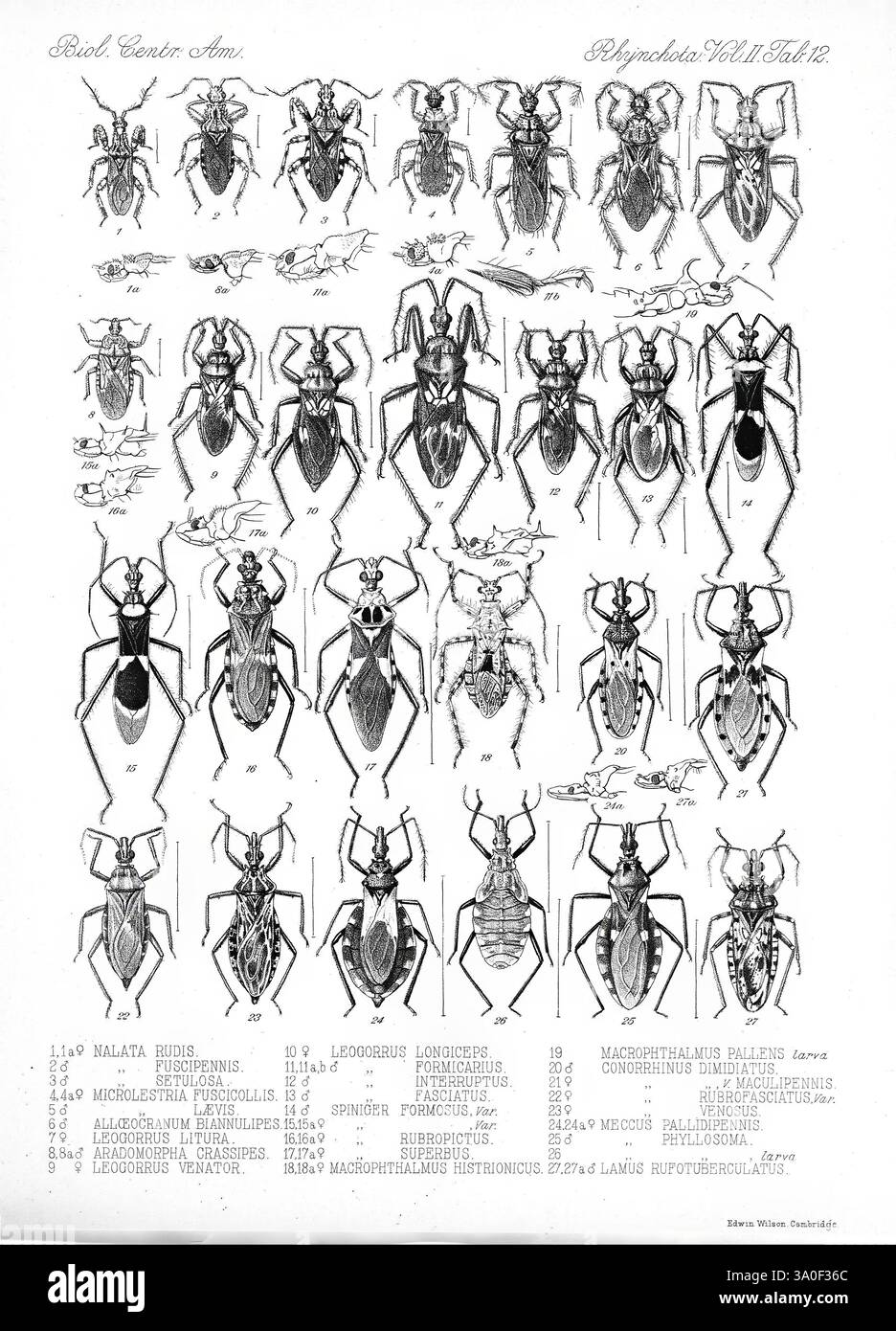 Biologia Centrali-Americana London, 1879-1915, archaeology, botany ...