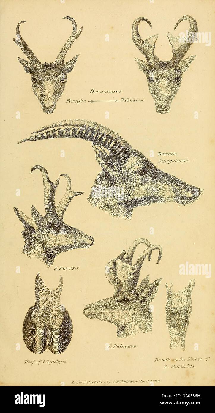 Ungulate morphology hi-res stock photography and images - Alamy