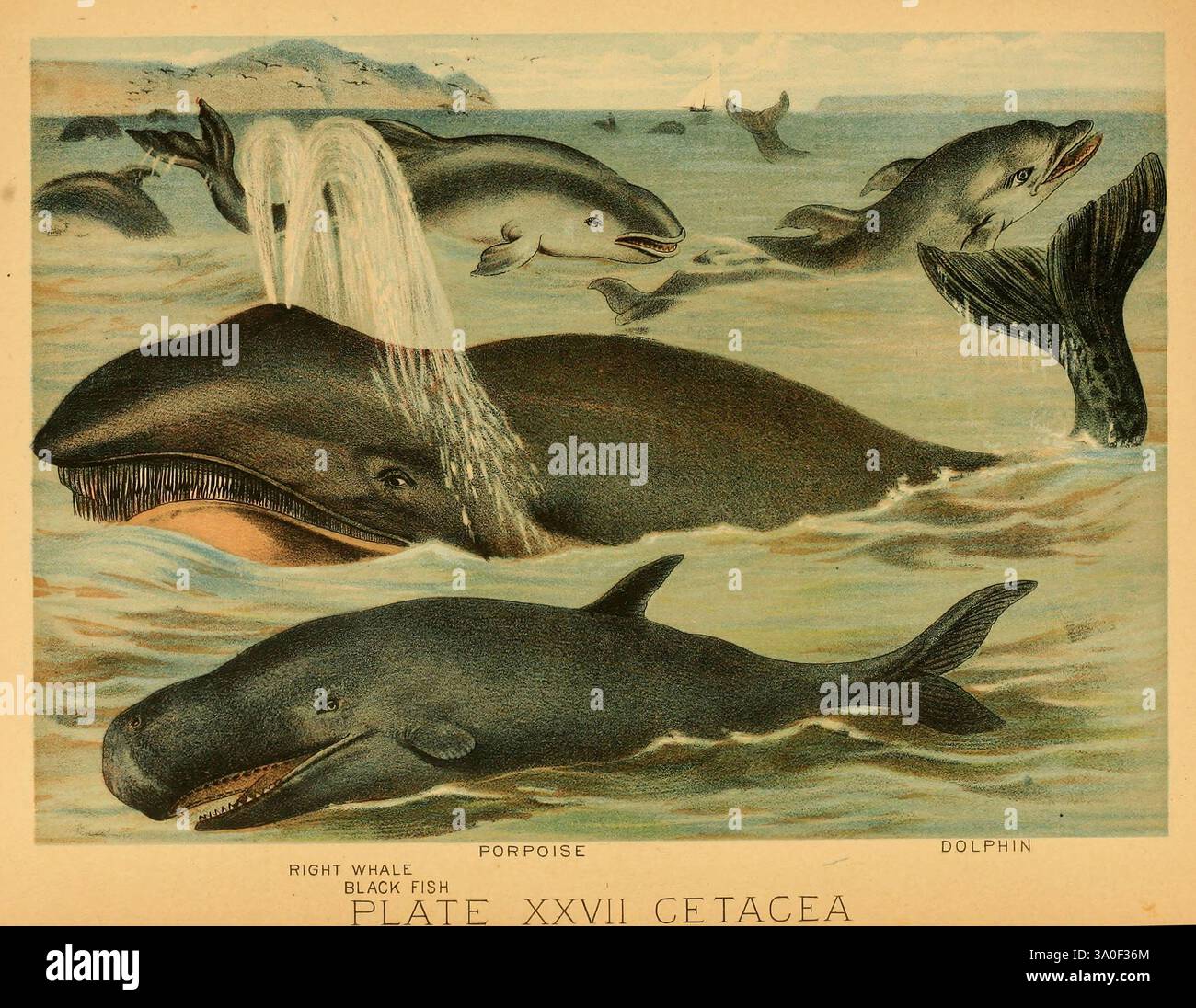 The animal kingdom, based upon the writings of the eminent naturalists ...