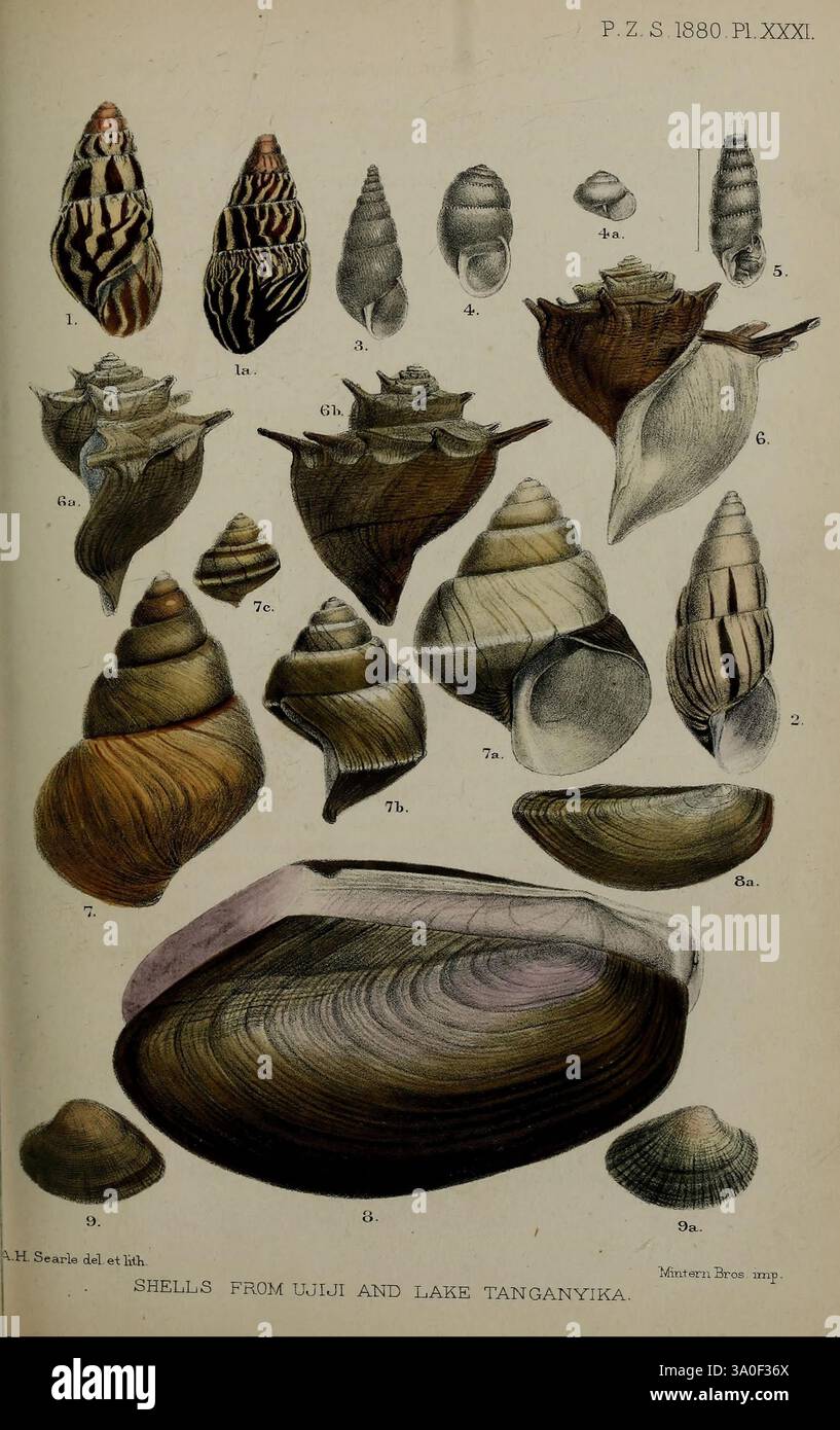 Diverse array of shell shapes hi-res stock photography and images - Alamy