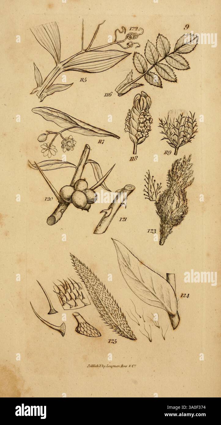 Distinctive forms of leaves hi-res stock photography and images - Alamy