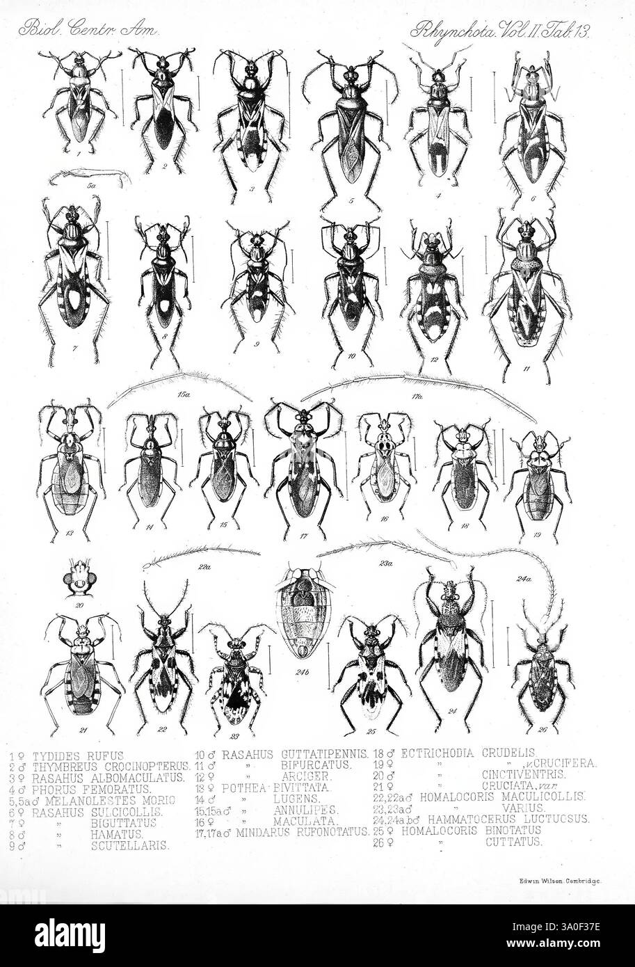 Detailed array of beetle species hi-res stock photography and images ...