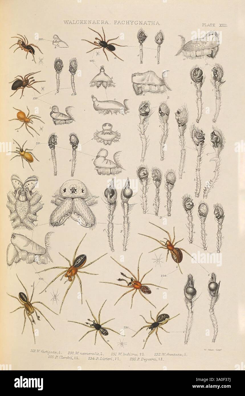 Features detailed sketches of different spider species hi-res stock ...