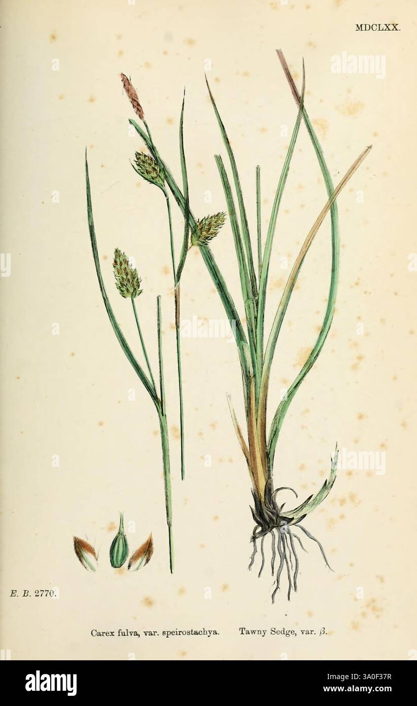 English botany Coloured Figures of British Plants London R. Hardwicke ...