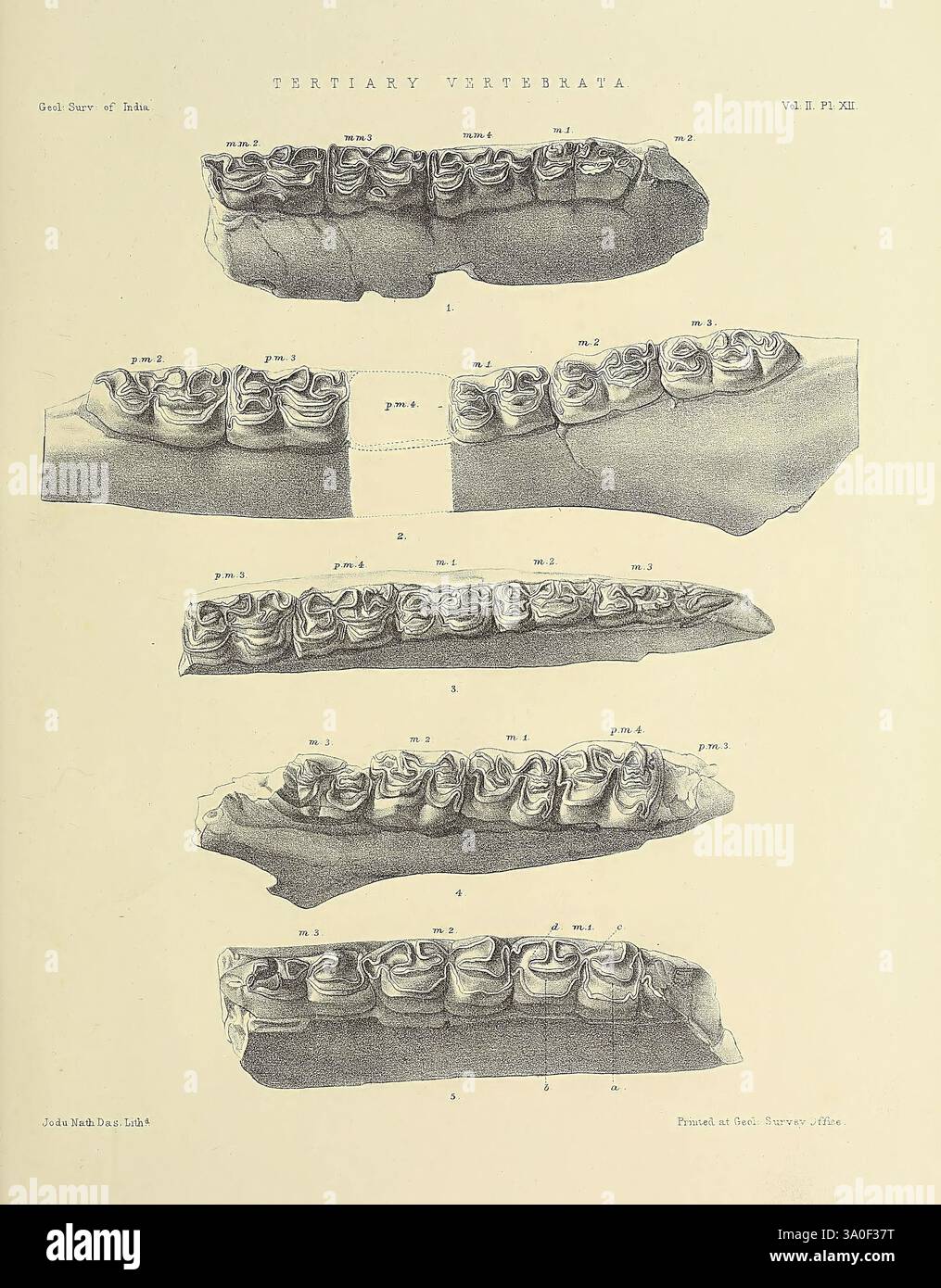 Series of detailed depictions of fossilized teeth hi-res stock ...