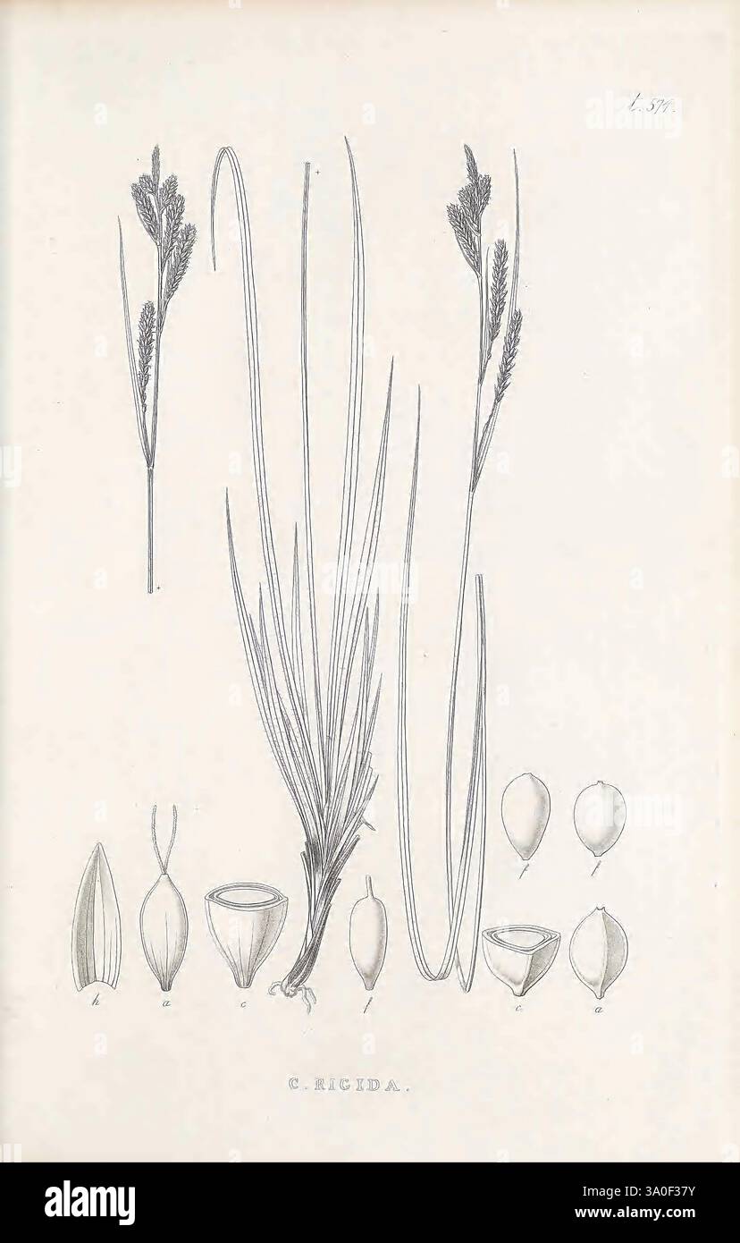 Intricate morphology of grass plants hi-res stock photography and ...