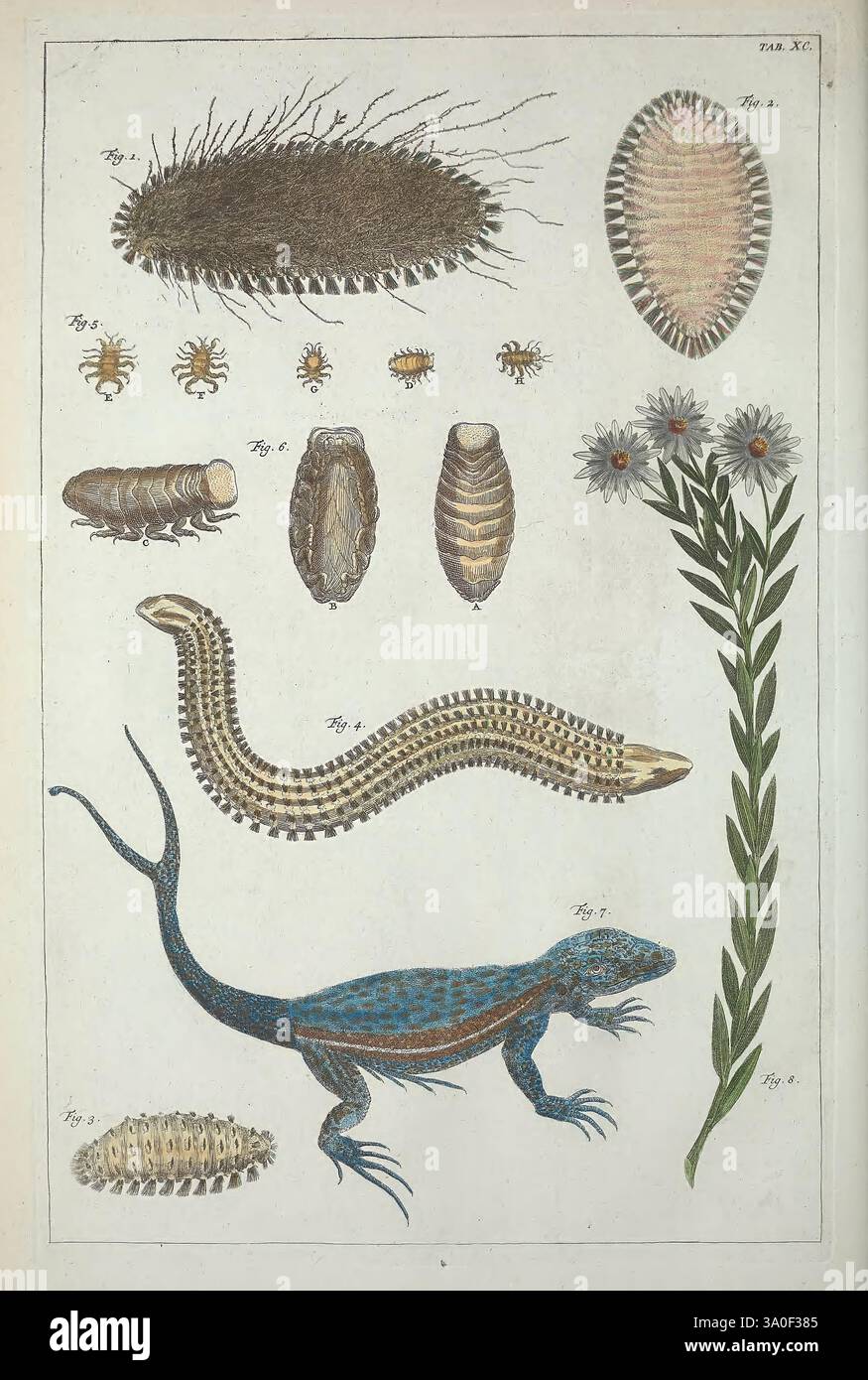 Various developmental stages of invertebrates hi-res stock photography ...