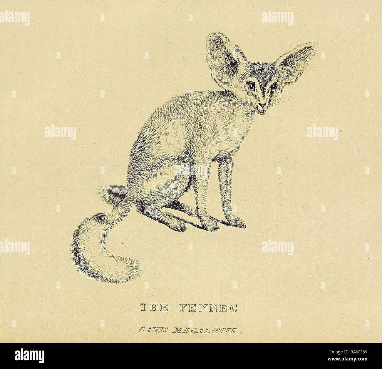 The class Mammalia, London, Printed for Geo. B. Whittaker,1827, mammals ...