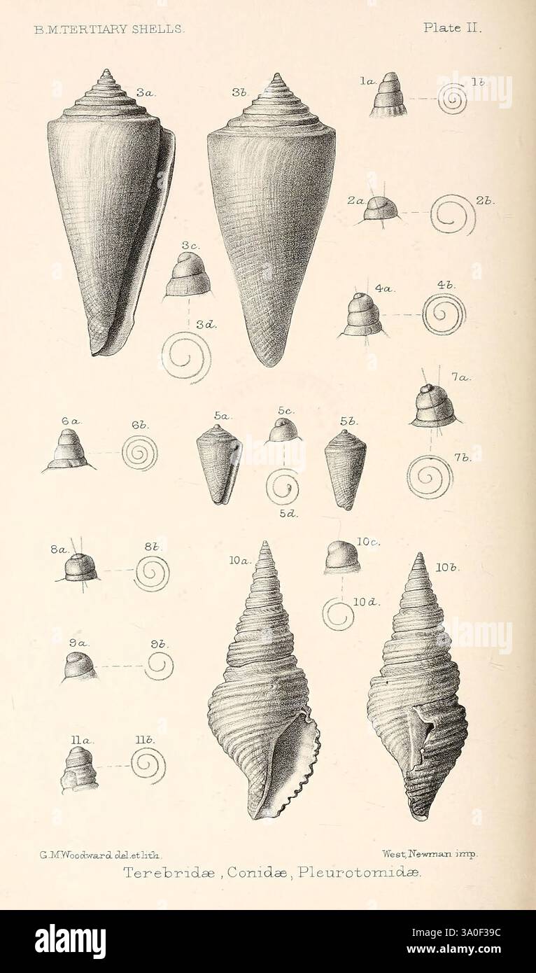 Catalogue of Tertiary Mollusca in the Department of Geology, British ...