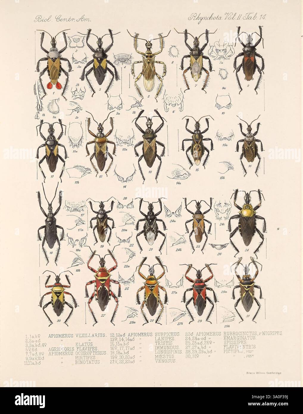 Detailed arrangement of various species of spiders hi-res stock ...