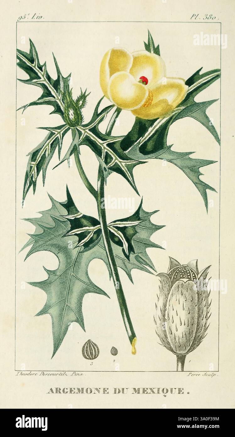 Flore pittoresque et médicale des Antilles, Paris Pichard, 1821-1829 ...