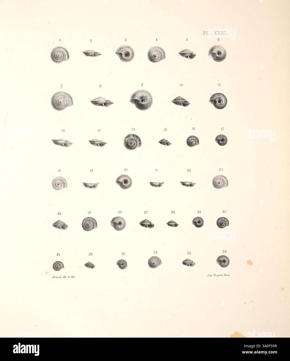 Shell displays distinct morphological characteristics hi-res stock ...