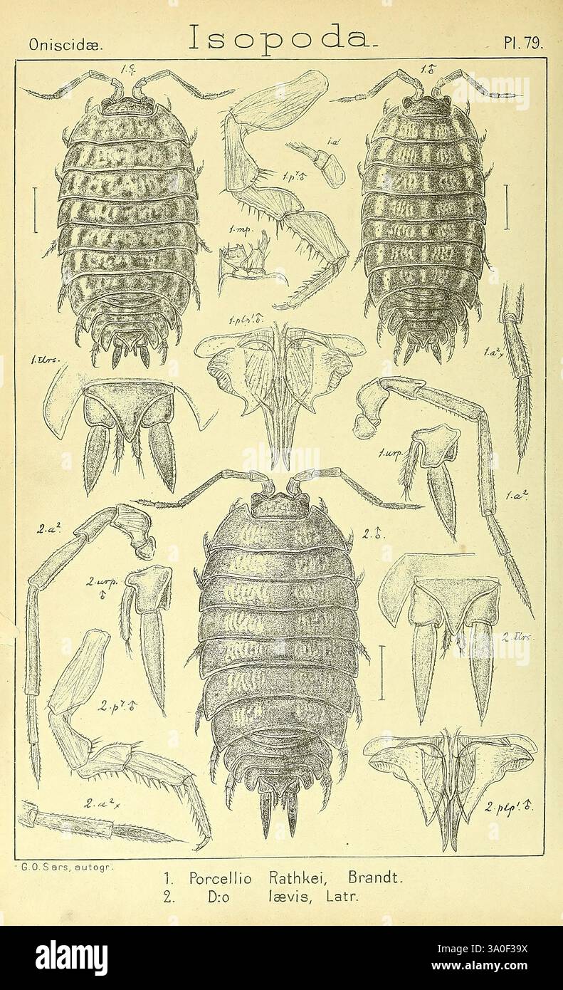 Morphology of isopods hi-res stock photography and images - Alamy