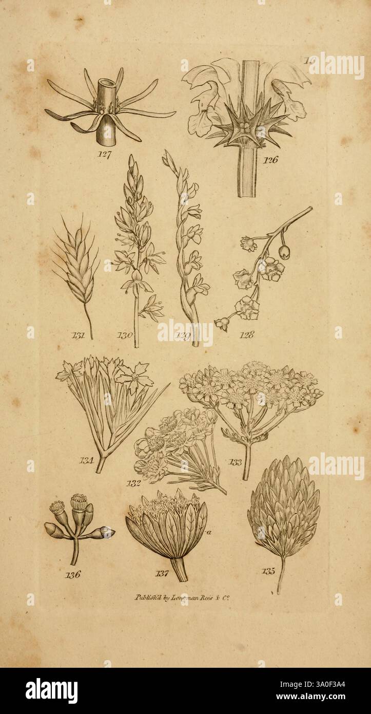 An introduction to physiological and systematic botany, London, Printed ...