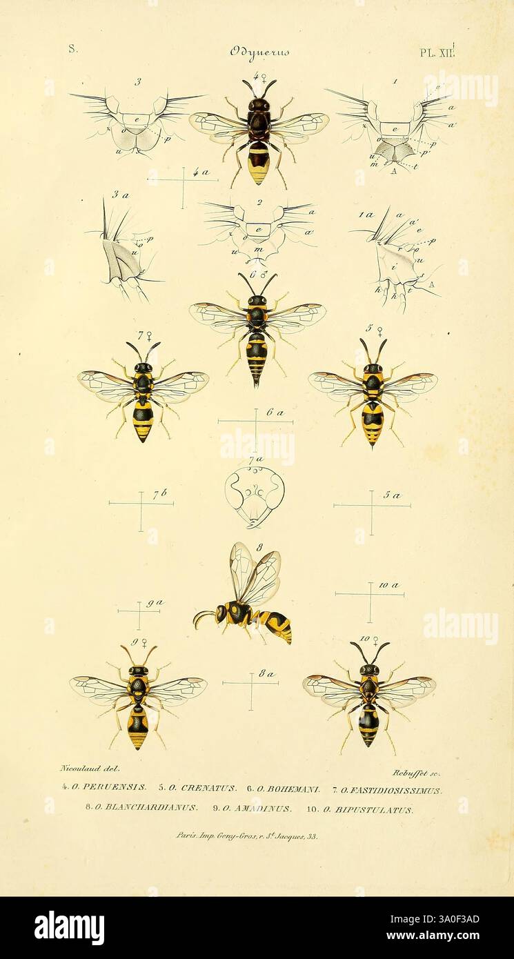 Études sur la famille des Vespidae Paris, V. Masson, 1852-1858. Eumenes ...