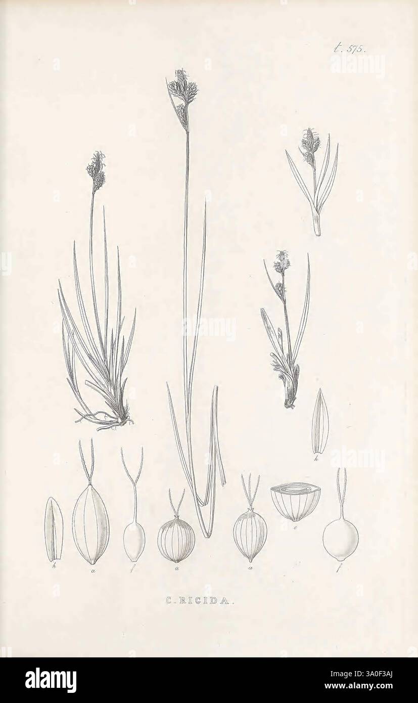 Illustrations, of, the, genus, Carex, London, William, Pamplin, 1858 ...
