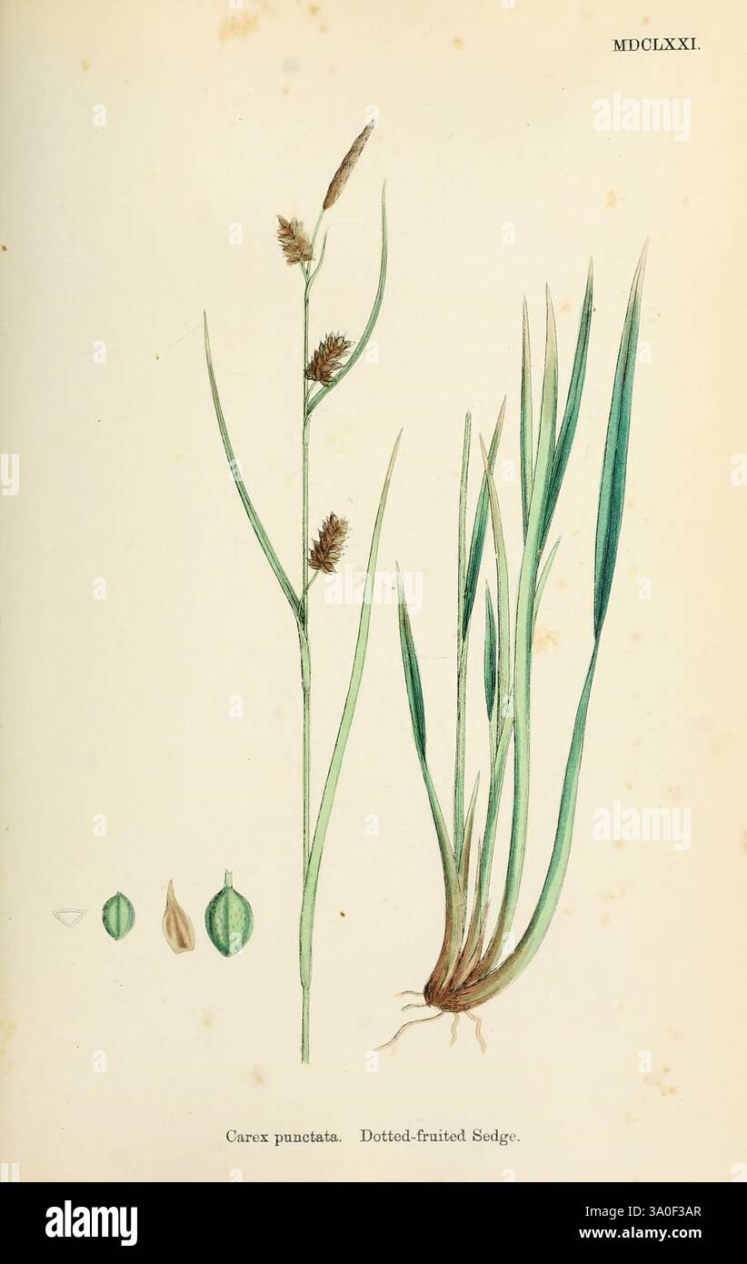 Dotted fruited sedge hi-res stock photography and images - Alamy