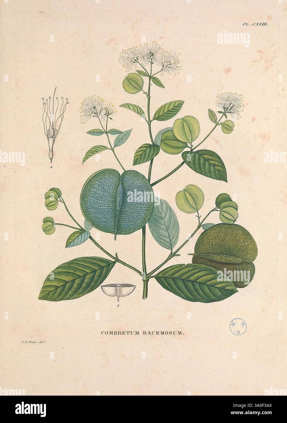 Flore d'Oware et de Benin, en Afrique Paris, Imprimerie de Fain jeune ...