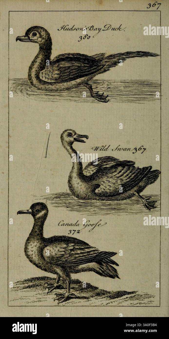 Hudsons bay duck hi-res stock photography and images - Alamy