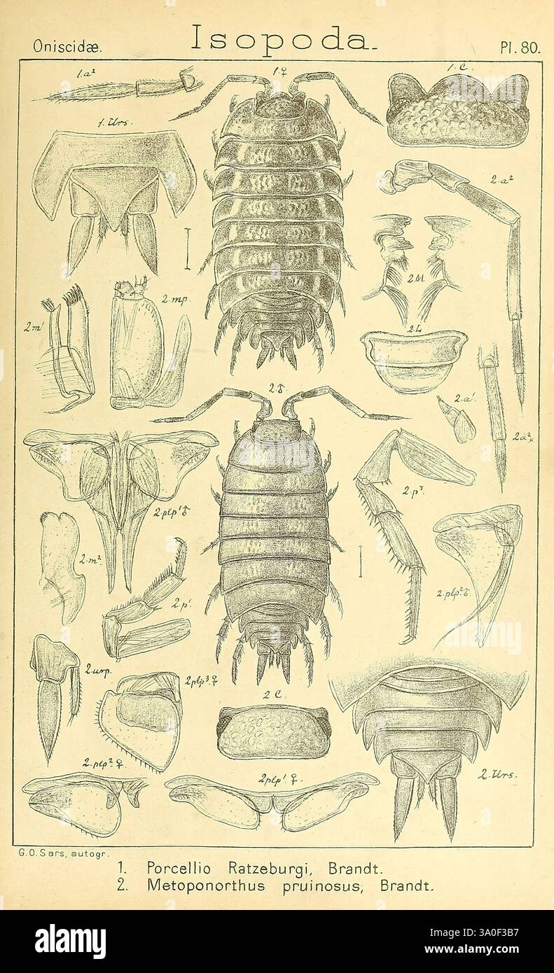 Scientific representations of various isopod species hi-res stock ...