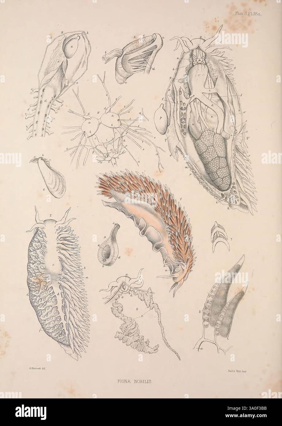 Spindly creatures hi-res stock photography and images - Alamy