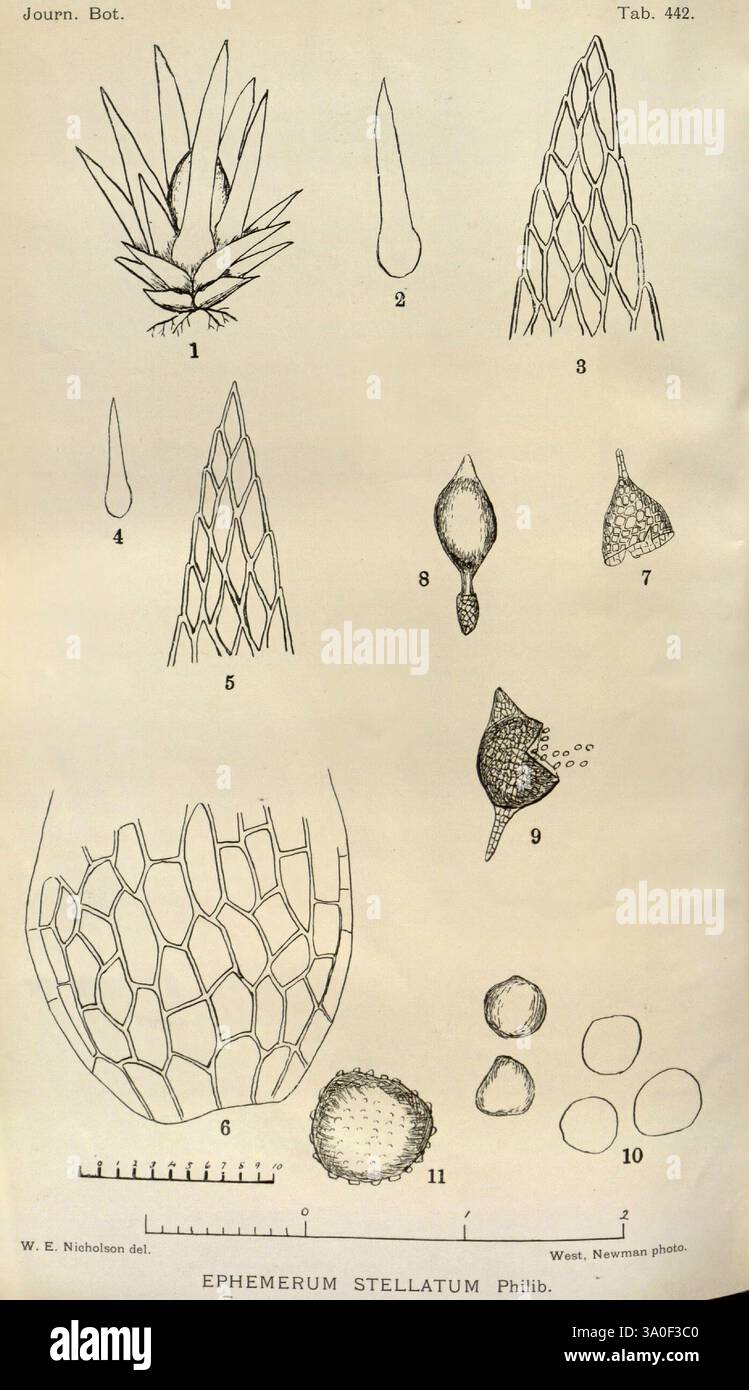 Specialized cell types hi-res stock photography and images - Alamy