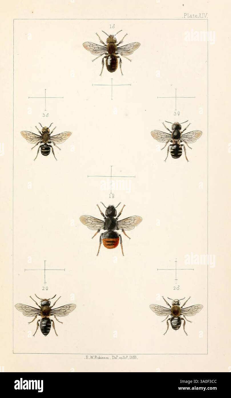 Central bee stands hi-res stock photography and images - Alamy