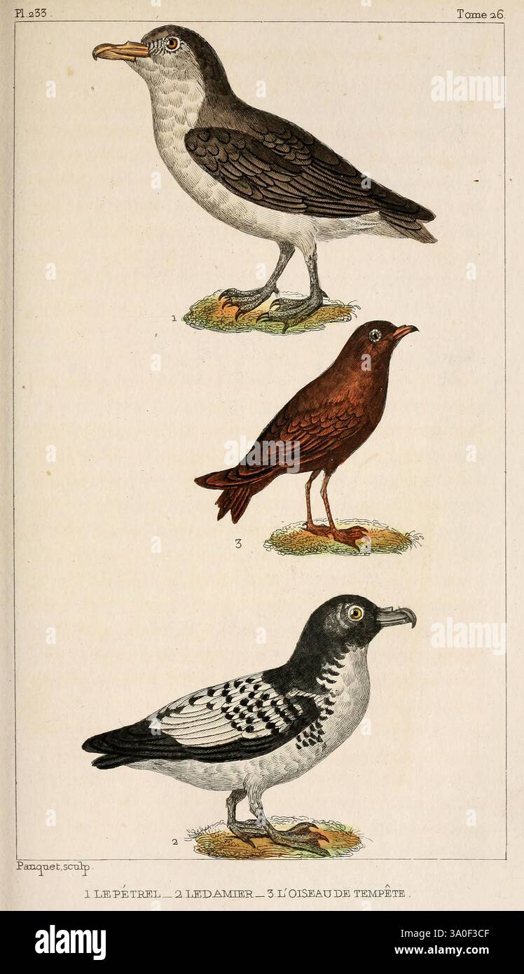 Oeuvres complètes de Buffon, Paris, F. D. Pillot, 1830-32 [v. 1, 1831 ...