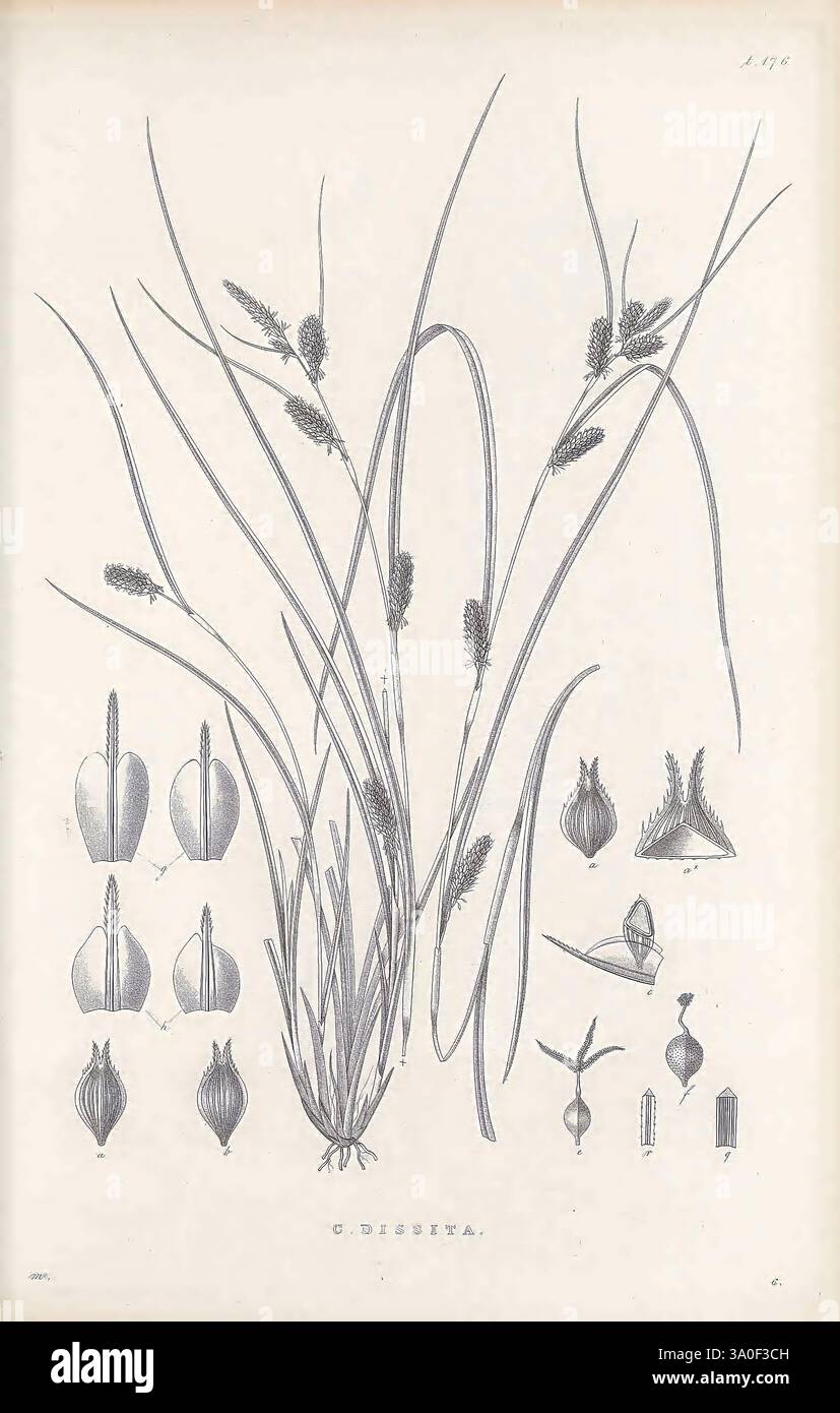 Illustrations of the genus Carex, London, William Pamplin, 1858-1867 ...