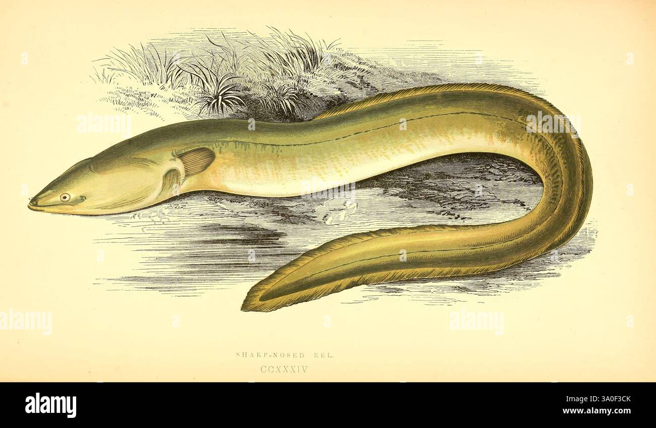 A history of the fishes of the British Islands, 1862-65, Great Britain ...