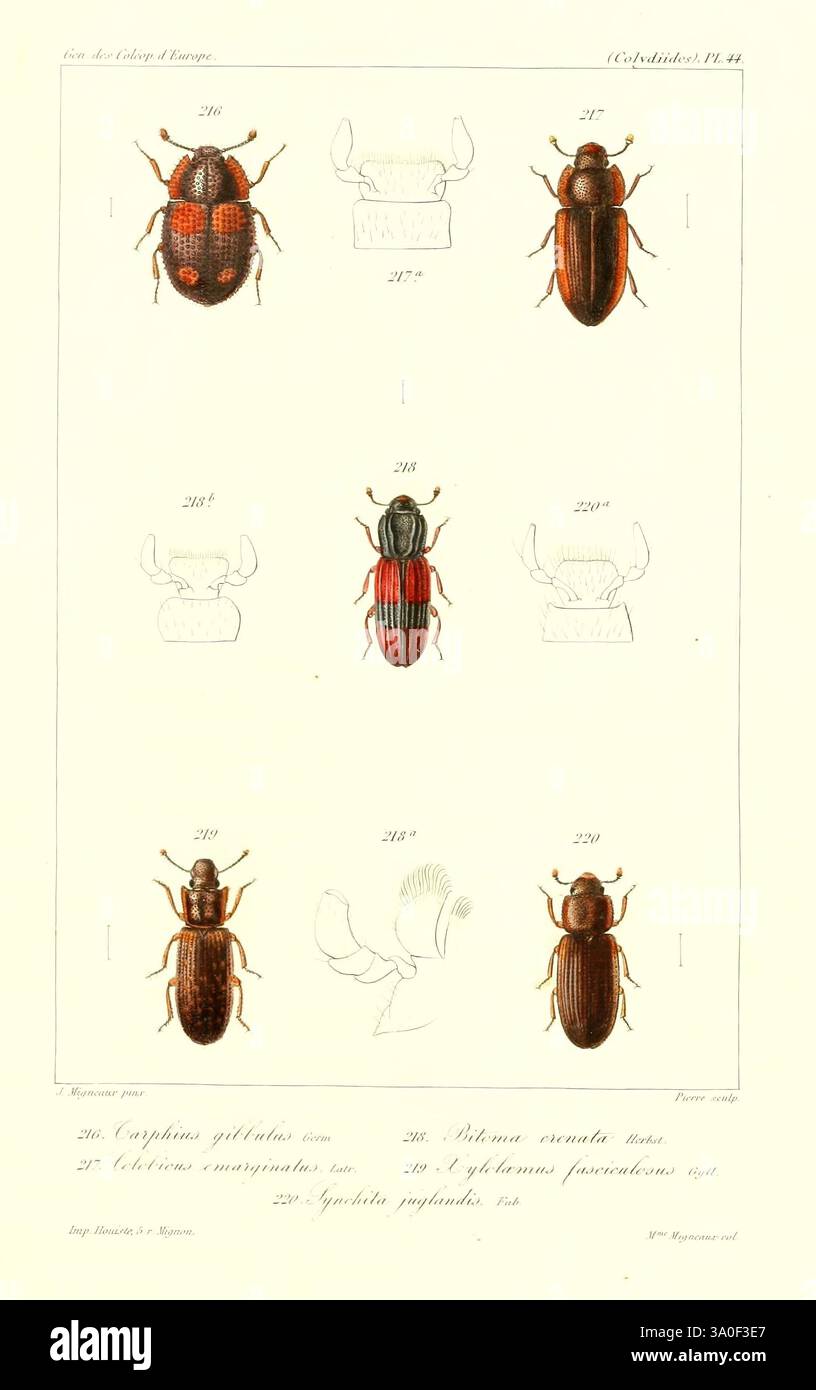 Detailed study of various beetle specimens hi-res stock photography and ...