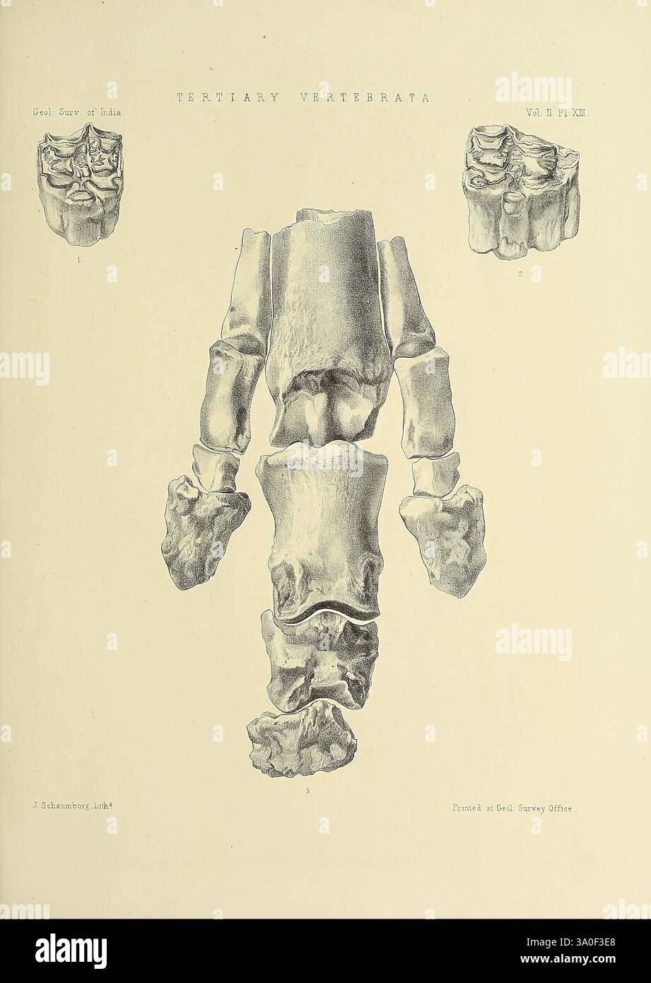 Detailed anatomical study of vertebral bones hi-res stock photography ...