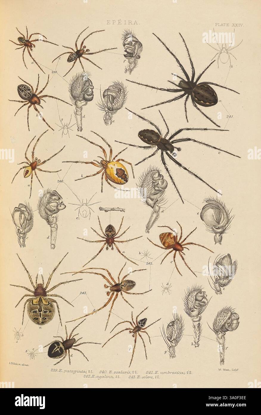 A history of the spiders of Great Britain and Ireland, London ...