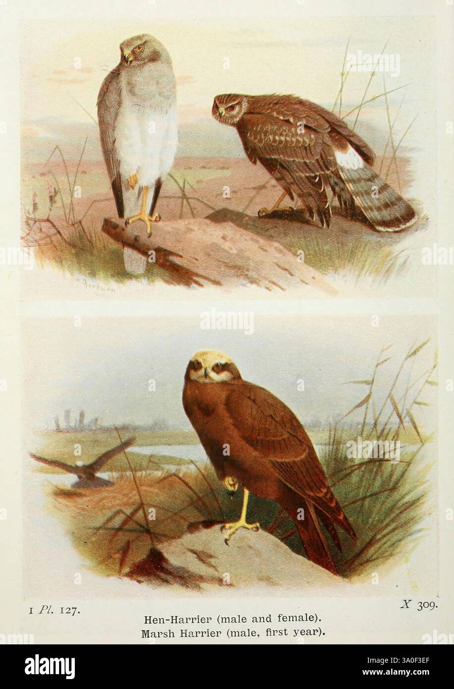 Various species of harriers hi-res stock photography and images - Alamy