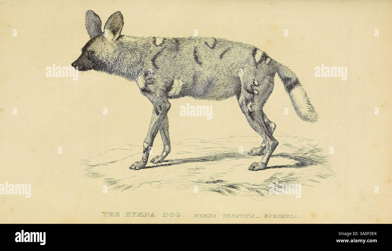 The class Mammalia, London, Printed for Geo. B. Whittaker, 1827 ...