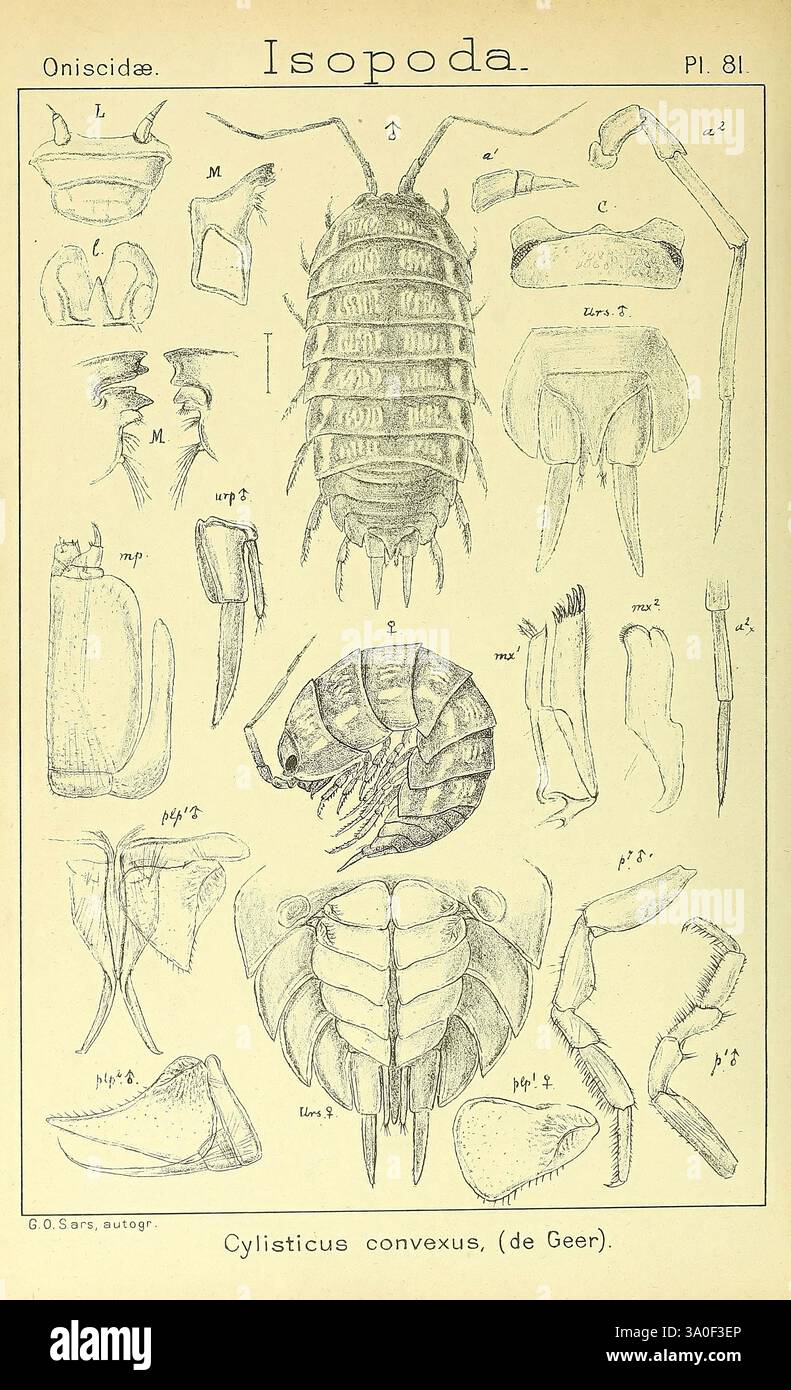 Top section displays various anatomical features hi-res stock ...