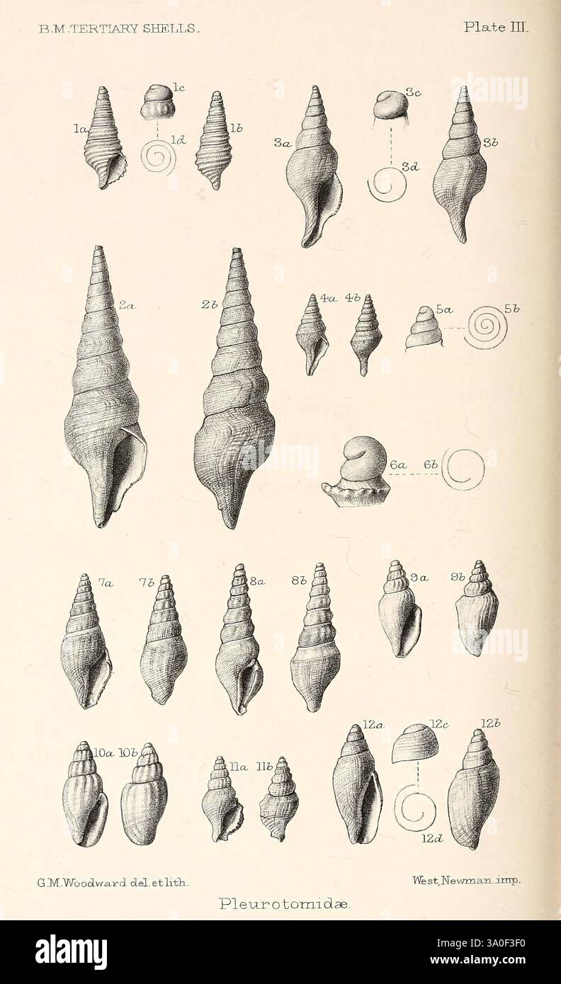 Catalogue of Tertiary Mollusca in the Department of Geology, British ...