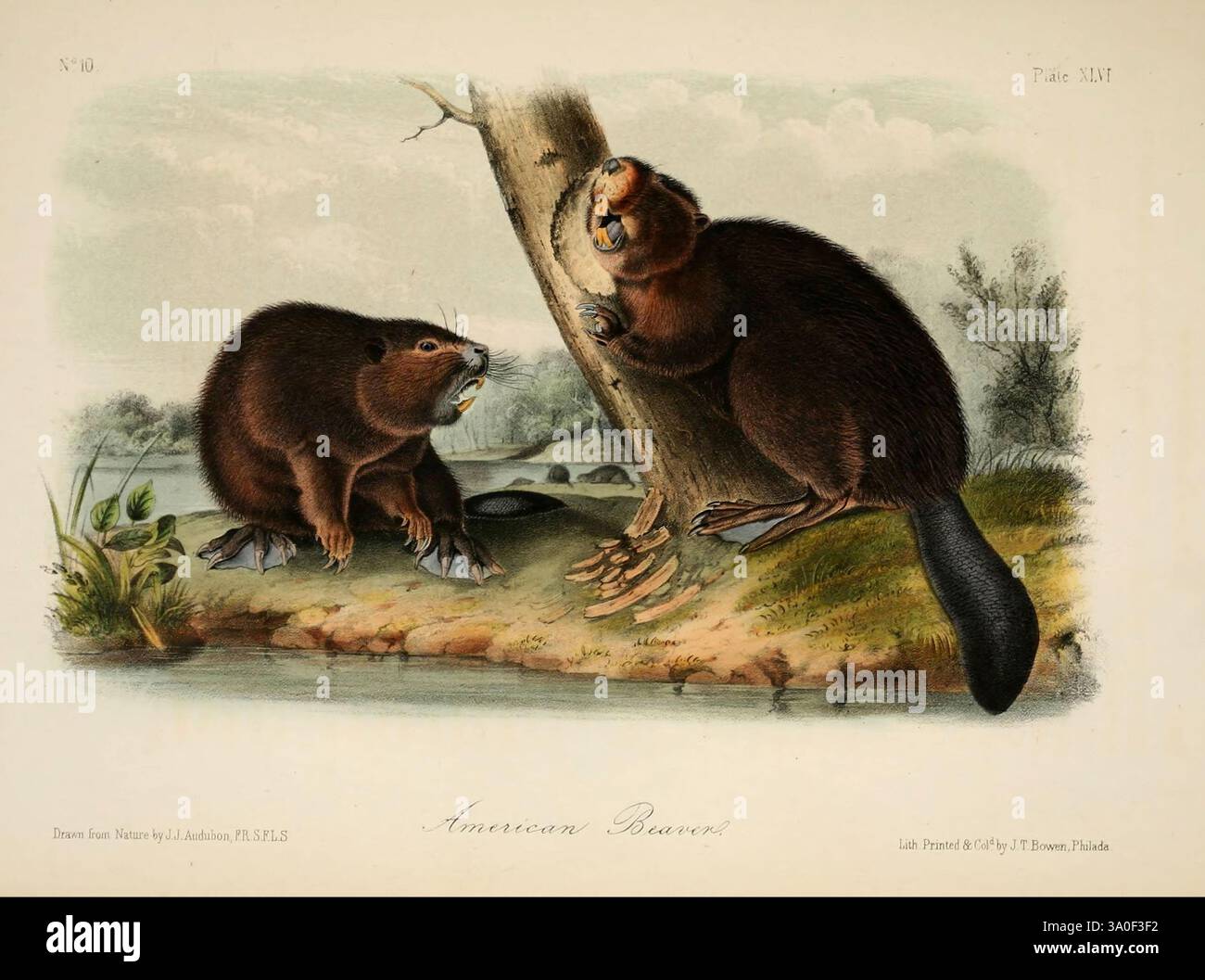 Prominent front teeth hi-res stock photography and images - Alamy