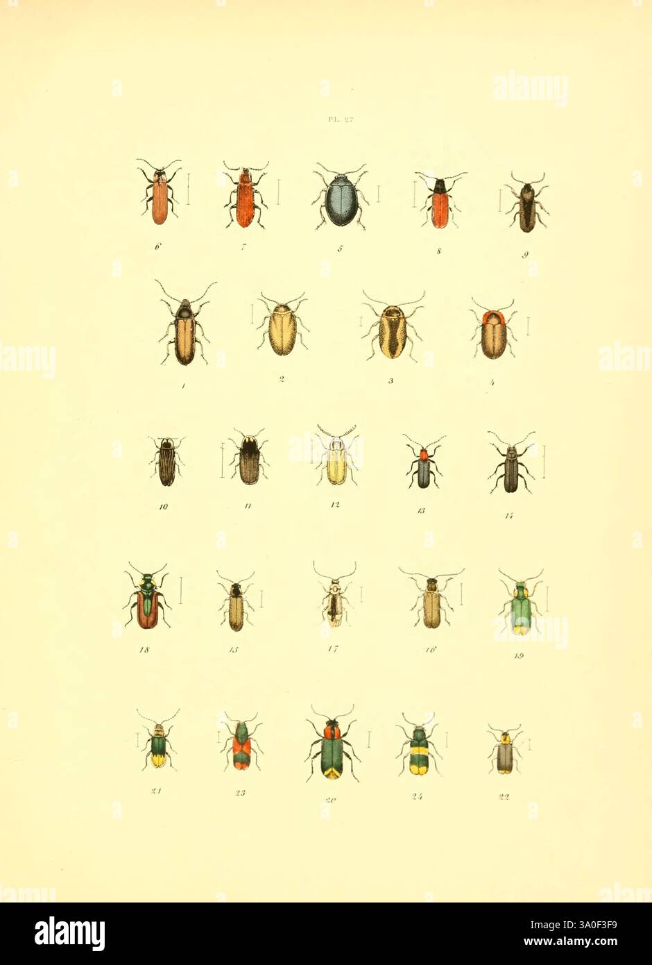 Telephorus abdominalis hi-res stock photography and images - Alamy
