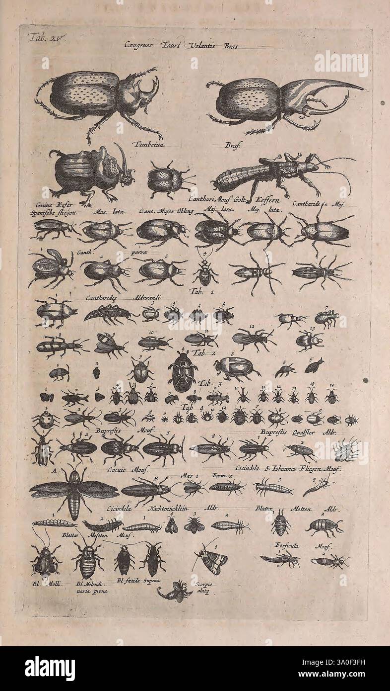 Different beetles in diverse poses hi-res stock photography and images ...