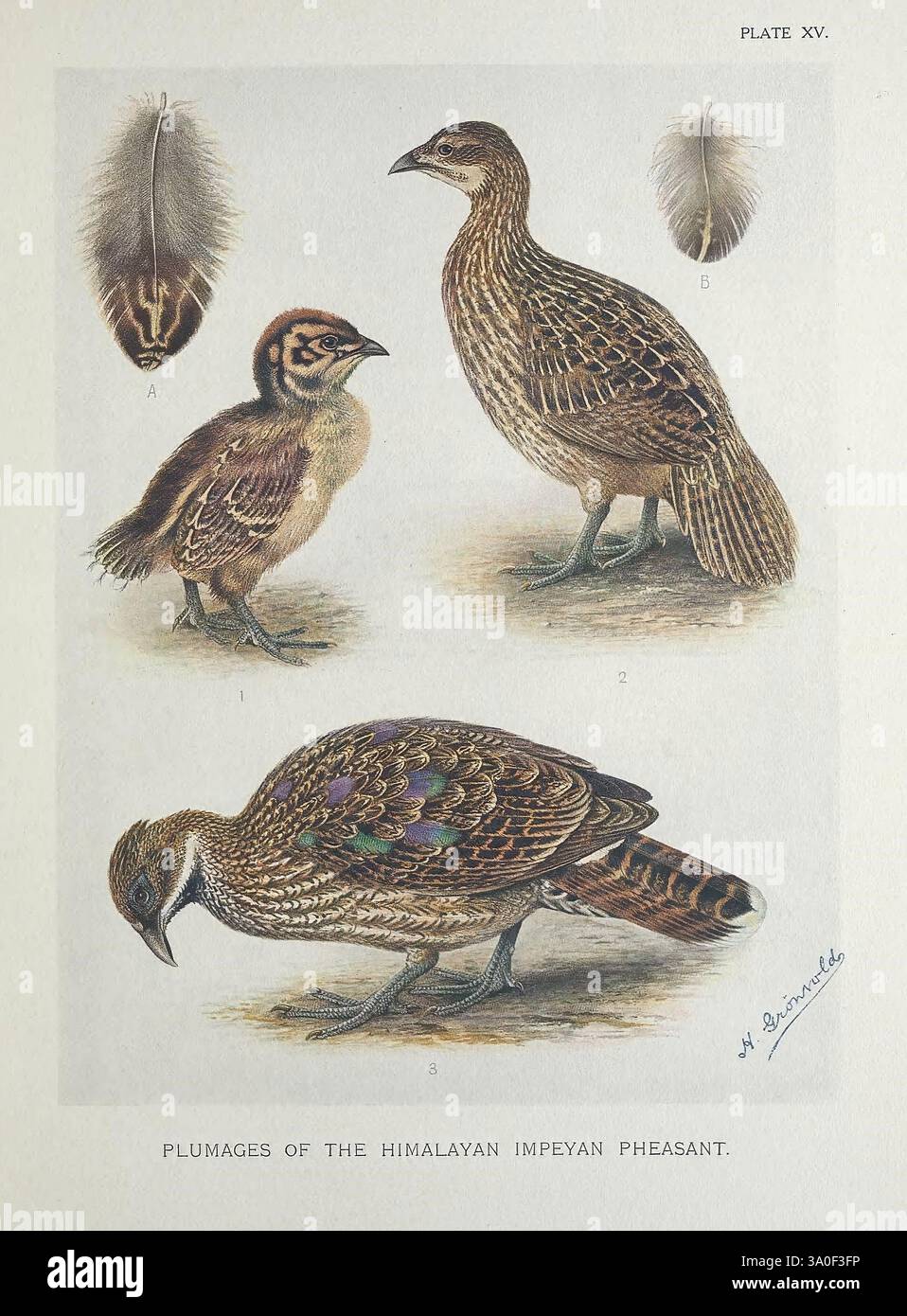 Featuring three distinct birds hi-res stock photography and images - Alamy