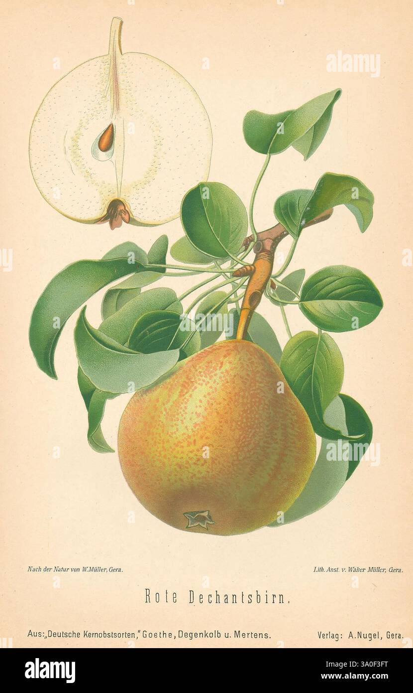Aepfel, und, Birnen, Berlin, Paul Parey, 1894, apples, Germany, pears ...