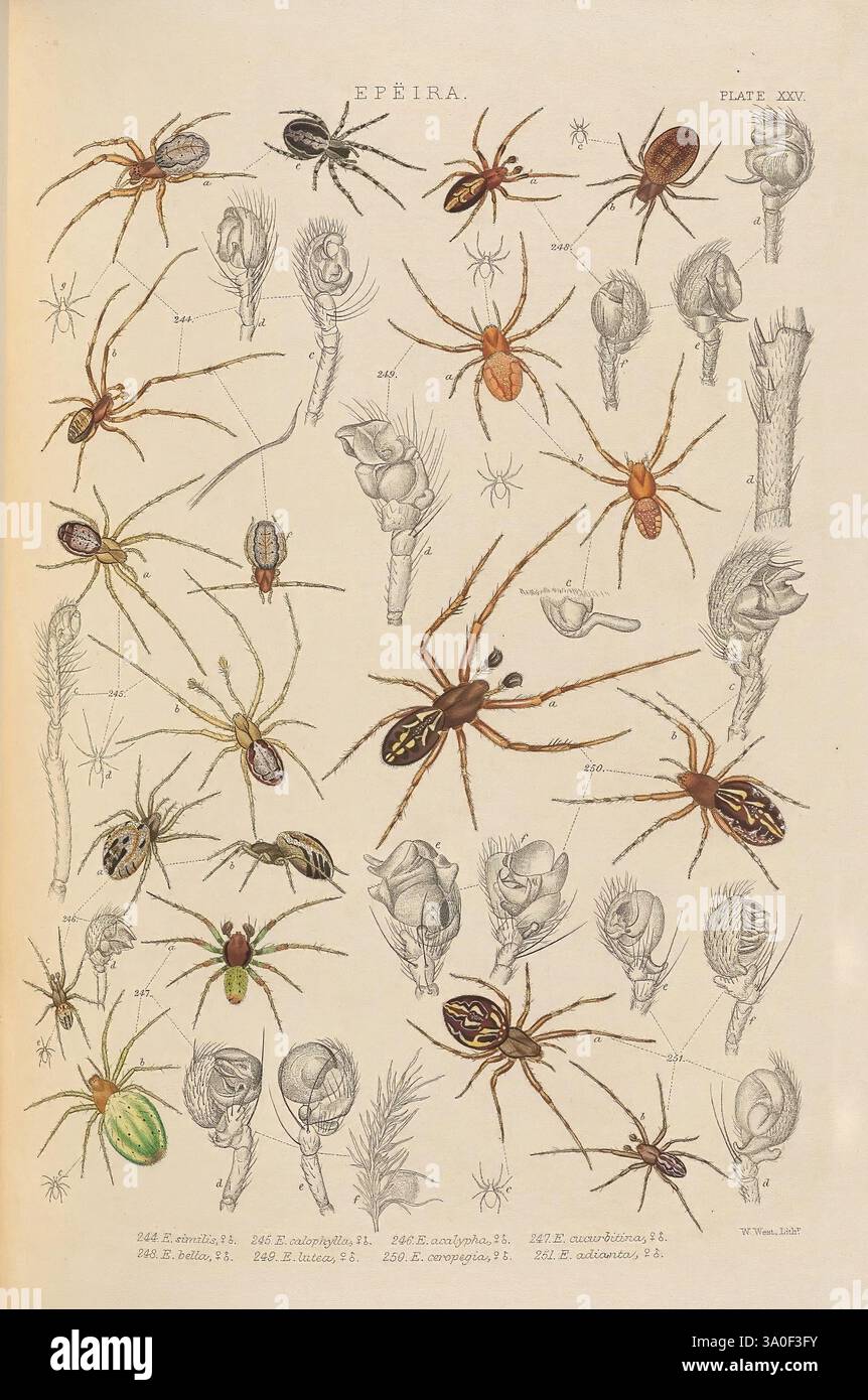 Detailed depictions of different spiders hi-res stock photography and ...