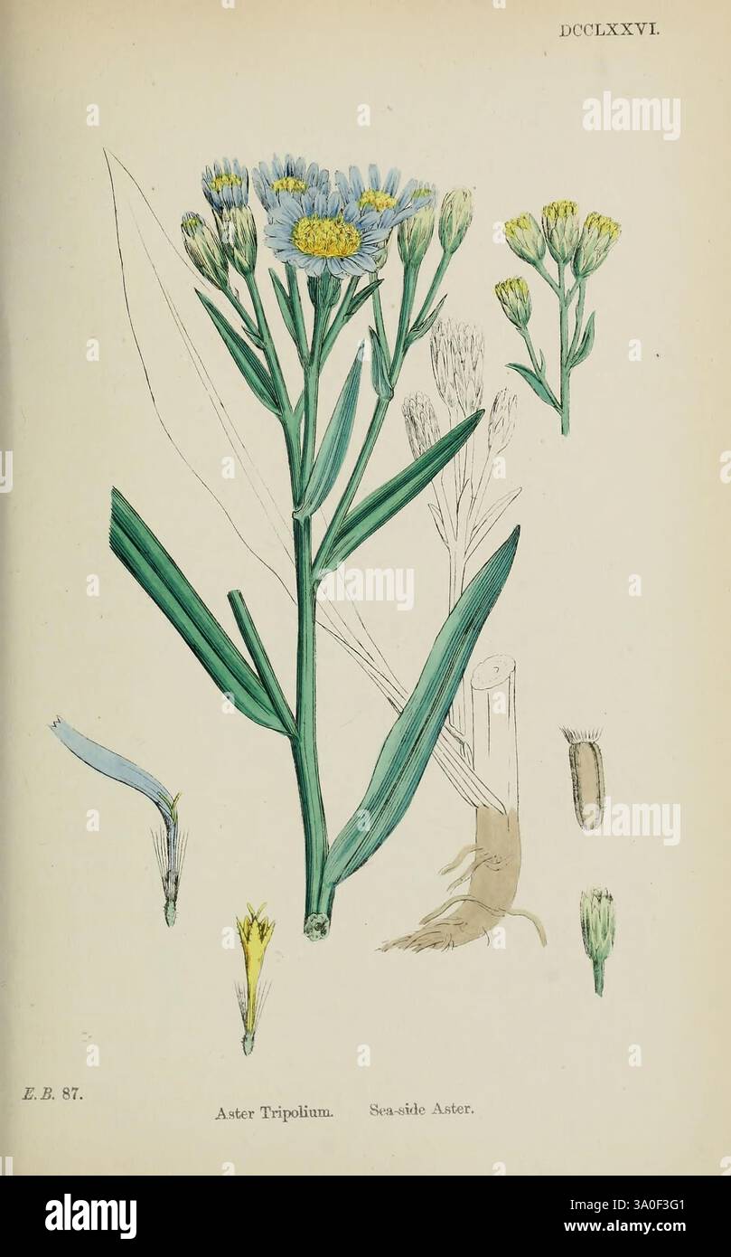 Several stages of flower development hi-res stock photography and ...