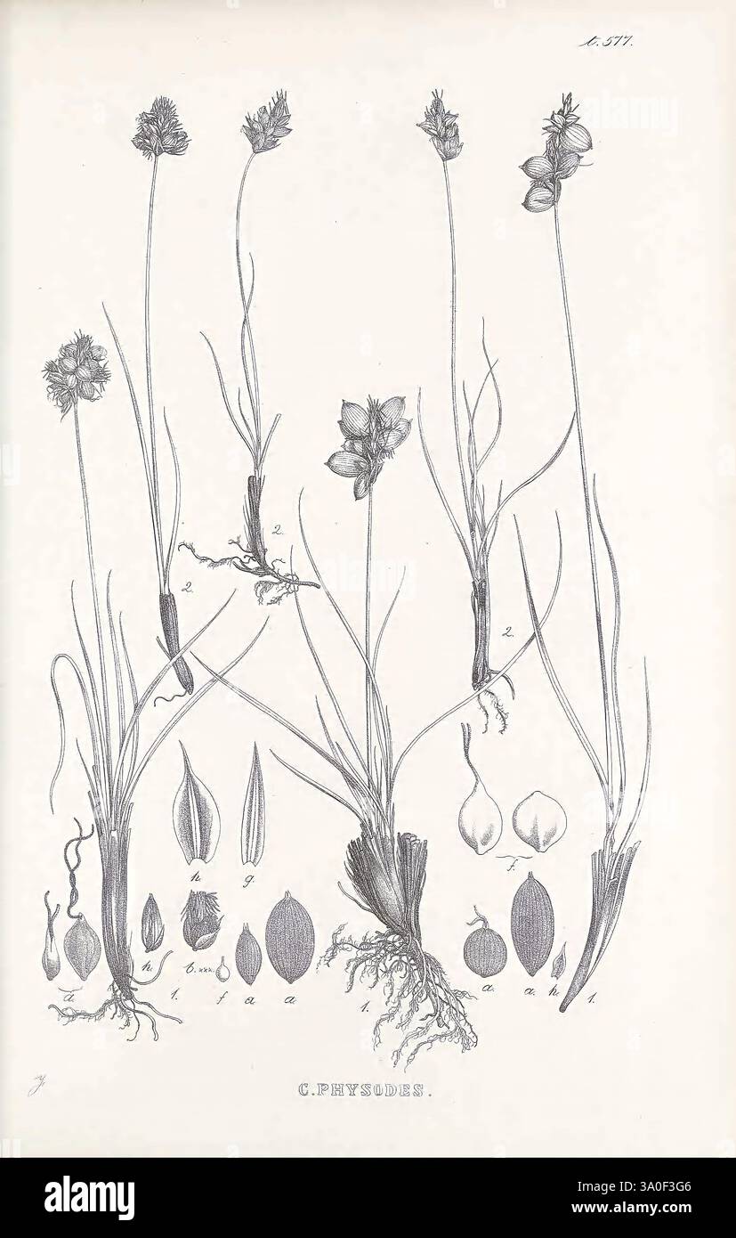 Illustrations of the genus Carex London William Pamplin 1858-1867 ...