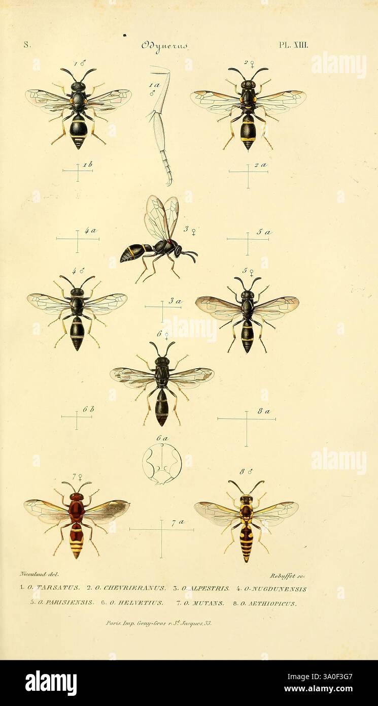 Études sur la famille des vespides Paris, V. Masson, 1852-1858. Eumenes ...