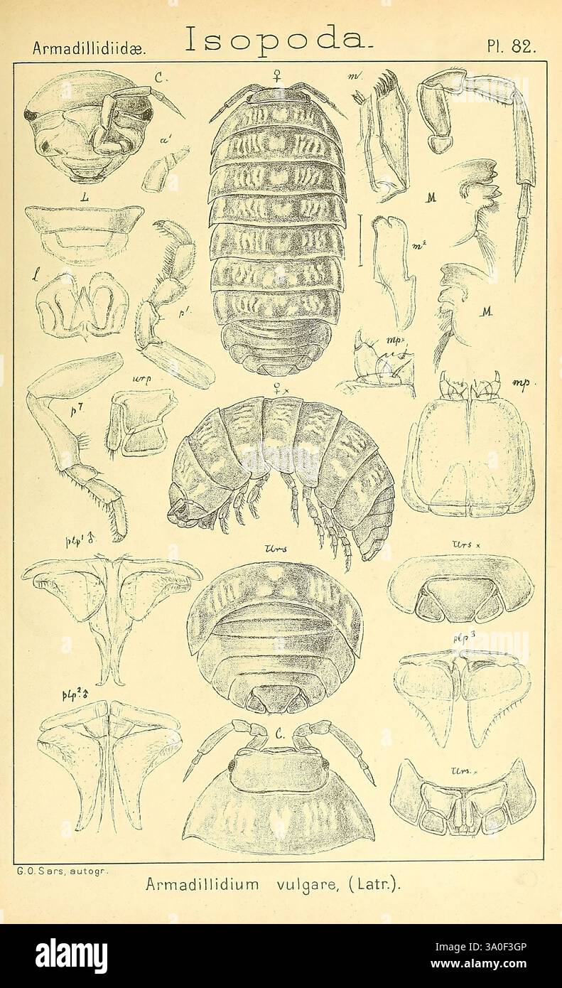 Identify key anatomical structures hi-res stock photography and images ...