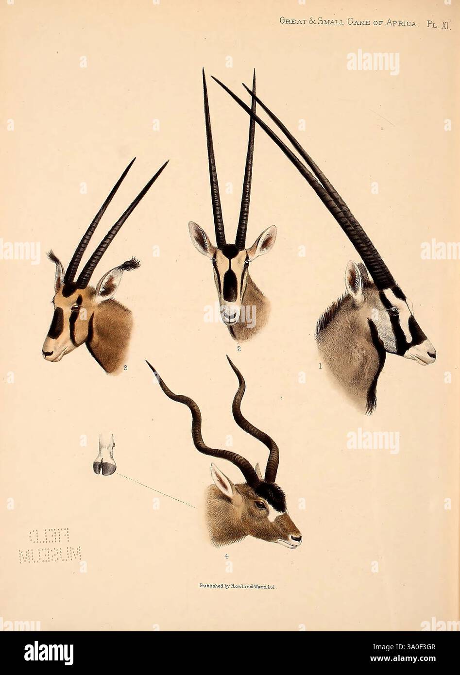 Prominent horn structures hi-res stock photography and images - Alamy