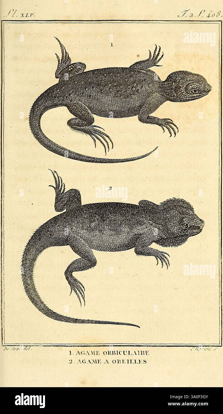 Illustration features two species of lizards hi-res stock photography ...